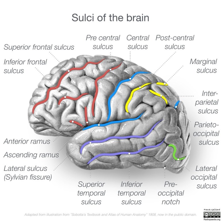 Basics of neuroanatomy and neurofunction: Dr Meher Ursekar’s talk ...