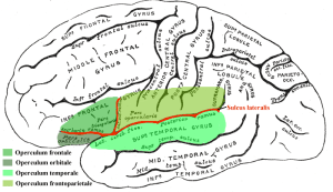 Basics of neuroanatomy and neurofunction: Dr Meher Ursekar’s talk ...